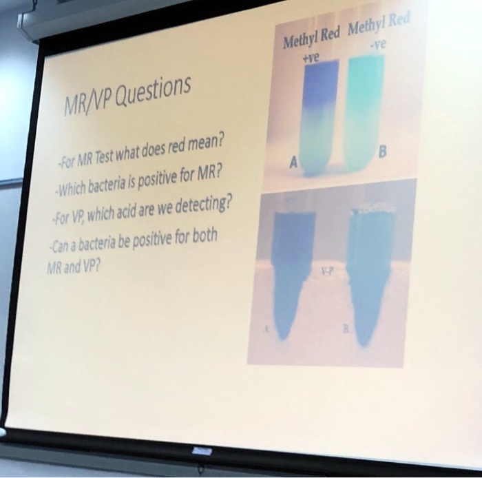 SOLVED:Red Methyl Methyl Red VC Tle MRNP c 'Questions MR Test what does ...