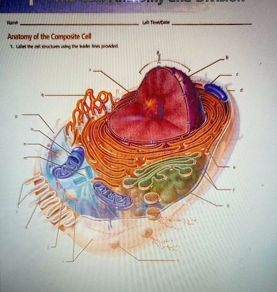 SOLVED: Anatomy of the Composite Cell: Label the cell structures using ... SOLVED: Anatomy of the Composite Cell: Label the cell structures using ...