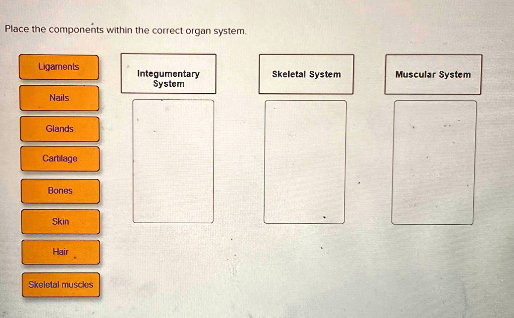 Place the components within the correct organ system. Ligaments ...