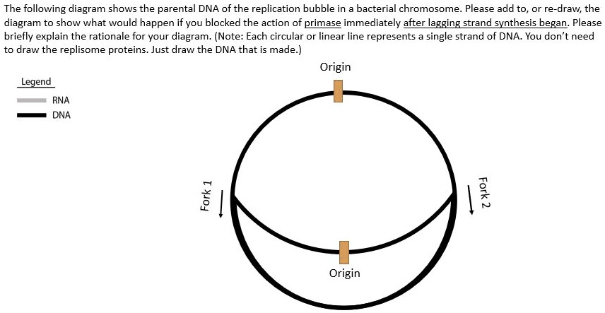 SOLVED: The following diagram shows the parenta DNA of the replication ...