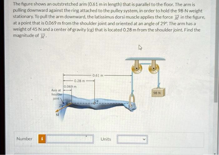 The figure shows an outstretched arm (0.61 m in length) that is ...