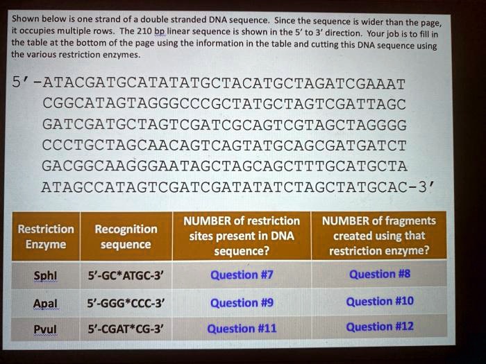 SOLVED:Shown below is one strand of double stranded DNA sequence. Since the sequence is wider ...
