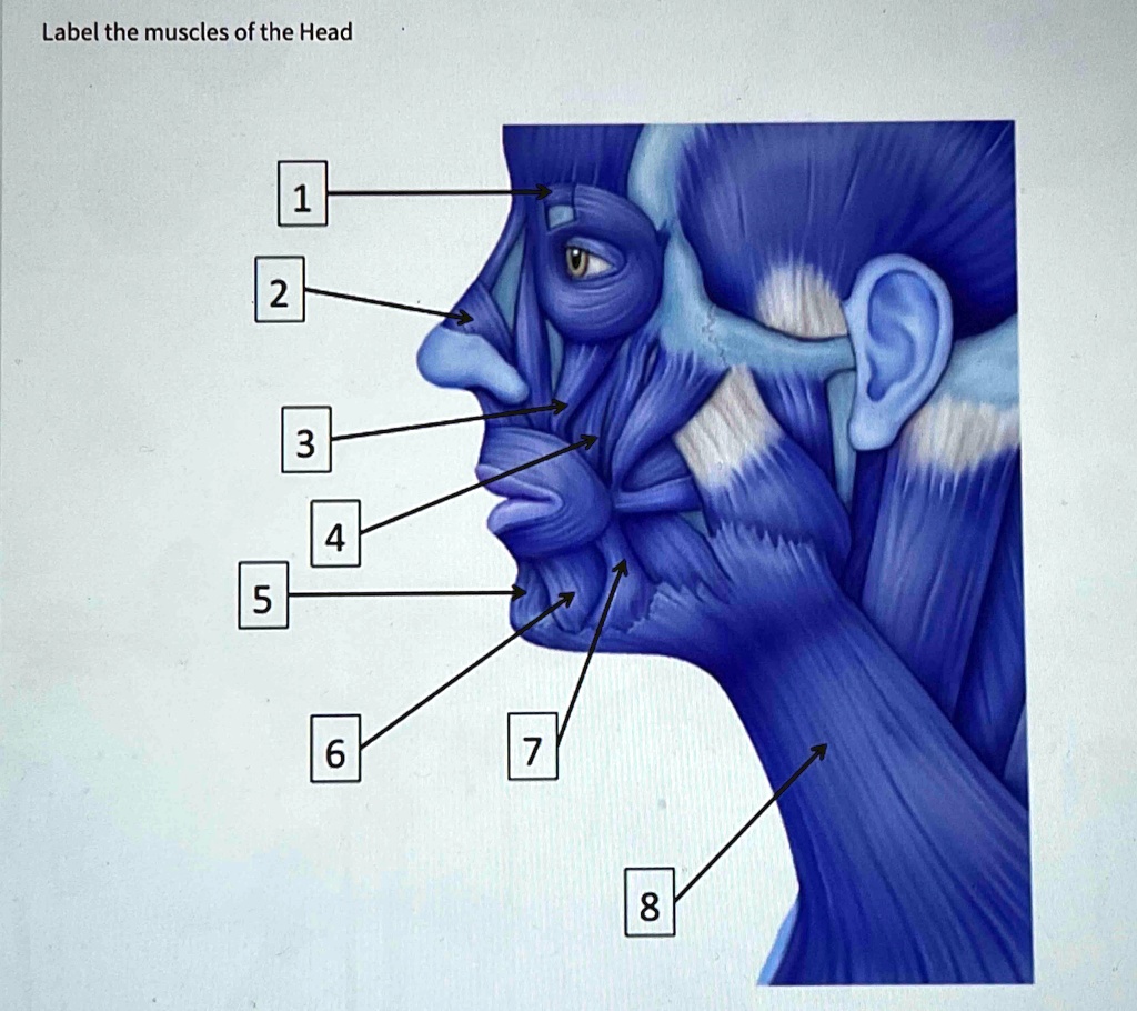 Label the muscles of the Head Label the muscles of the Head 1 2 3 4 5 6 7 8