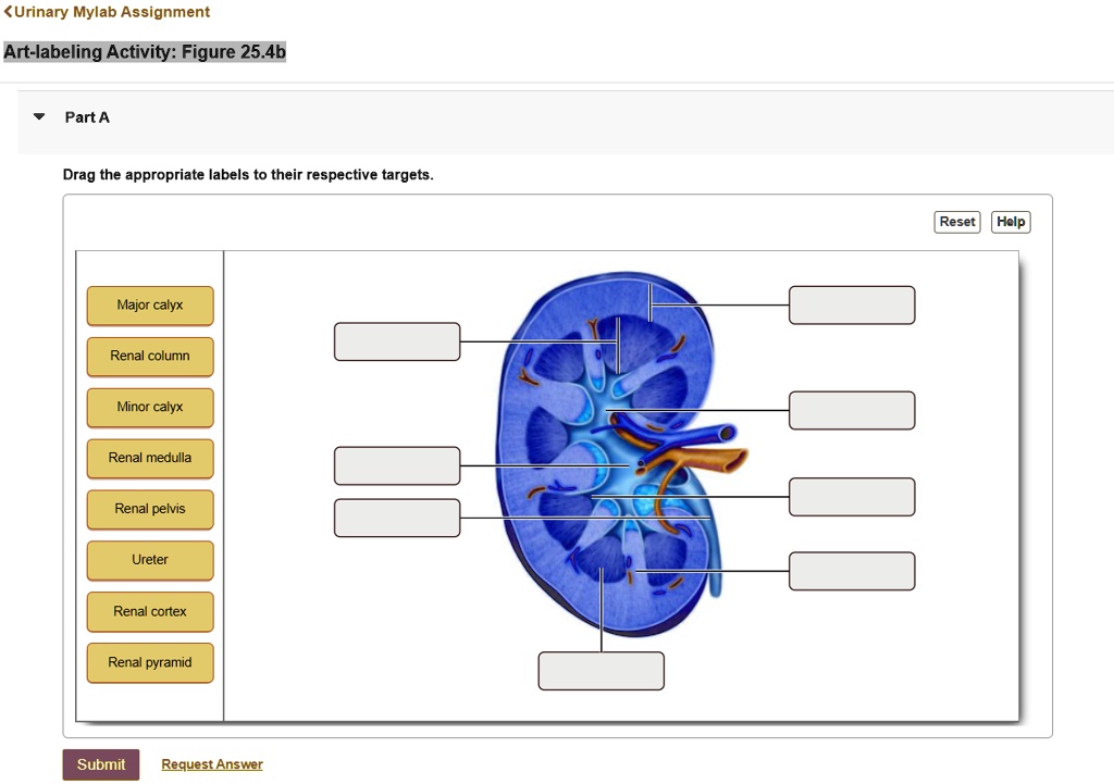 Urinary Mylab Assignment Art-labeling Activity: Figure 25.4b Part A Drag the appropriate labels ...