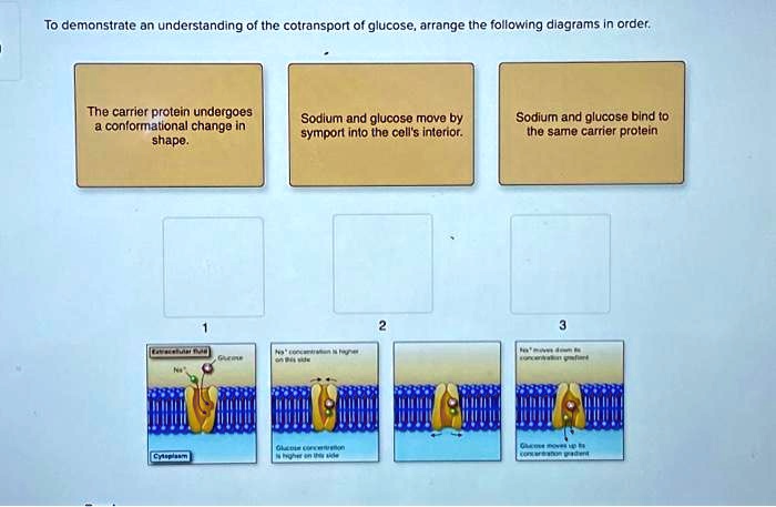 SOLVED: To demonstrate an understanding of the cotransport of glucose ... SOLVED: To demonstrate an understanding of the cotransport of glucose ...