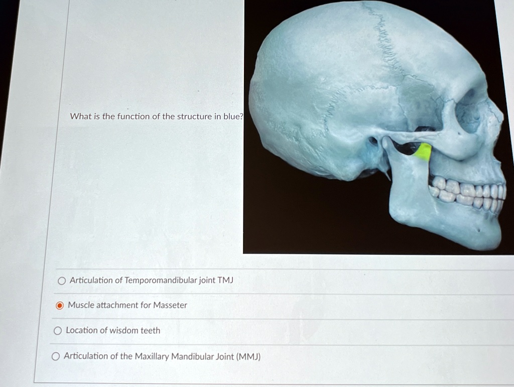 What is the function of the structure in blue? Articulation of ...