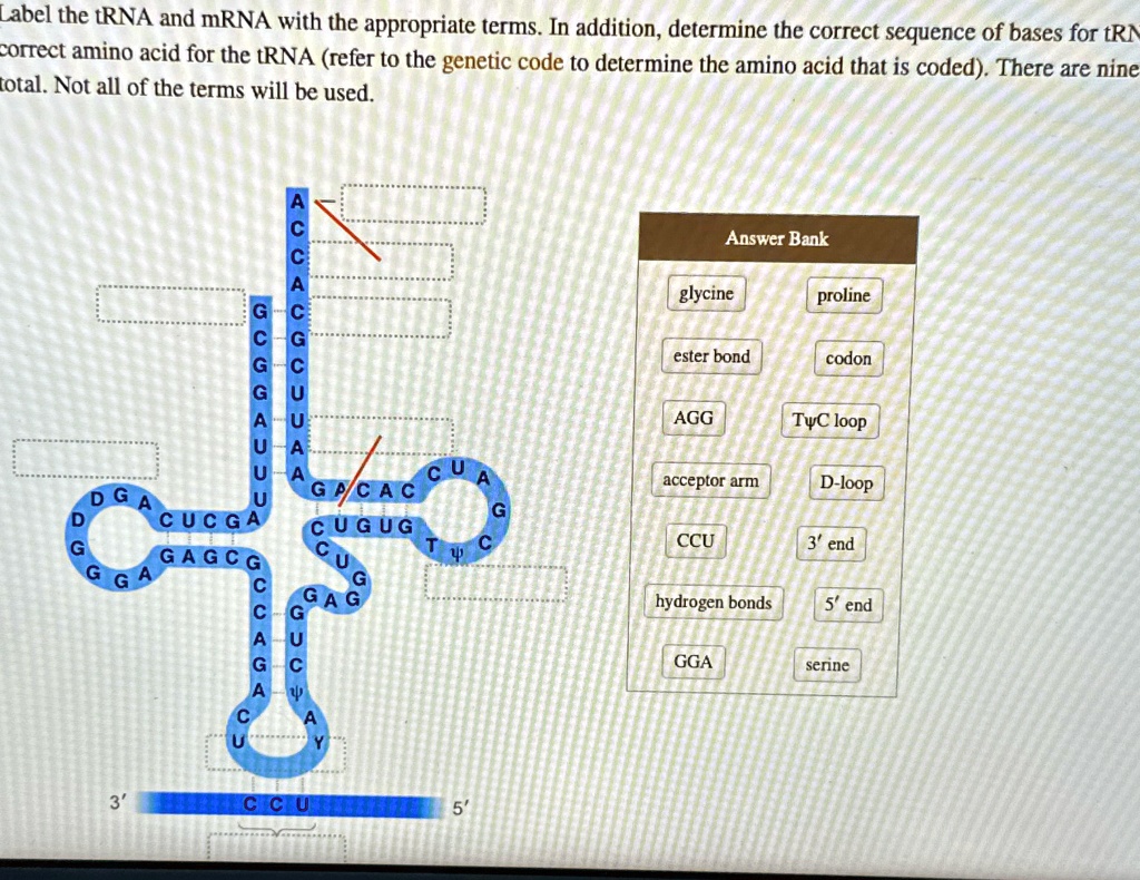 Label the tRNA and mRNA with the appropriate terms. In addition, determine the correct sequence ...