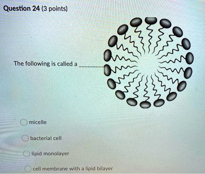 SOLVED: Question 24 (3 points) The following is called a micelle ...