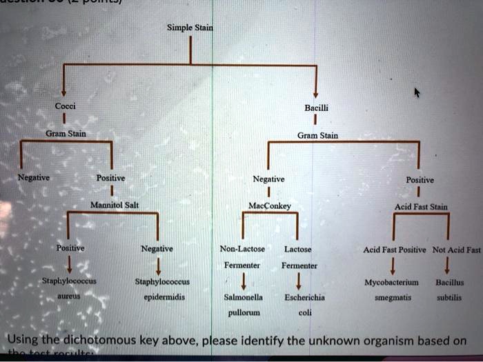 SOLVED:Simple Stain Cocci Bacilli Gram Stain Grm Stain Ncgative ...