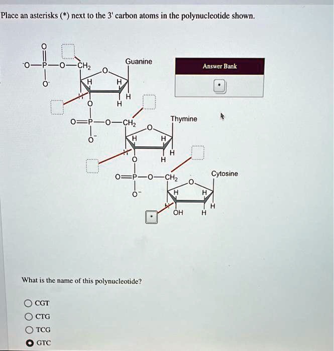 Place an asterisks (*) next to the 3' carbon atoms in the ...