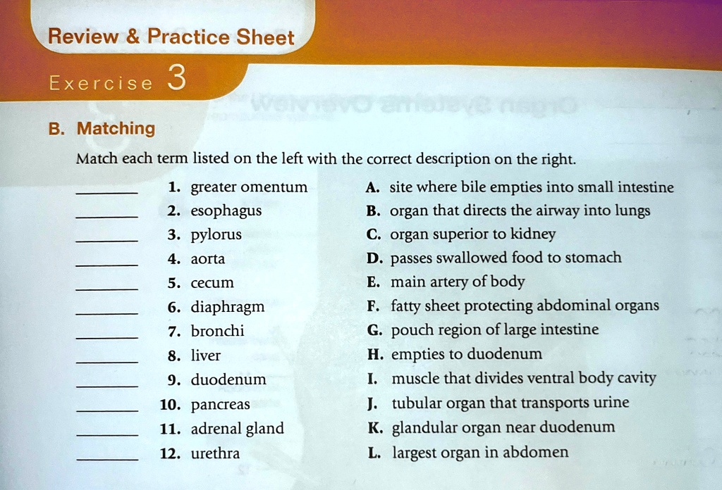 review practice sheet exercise 3 b matching match each term listed on the left with the correct ...