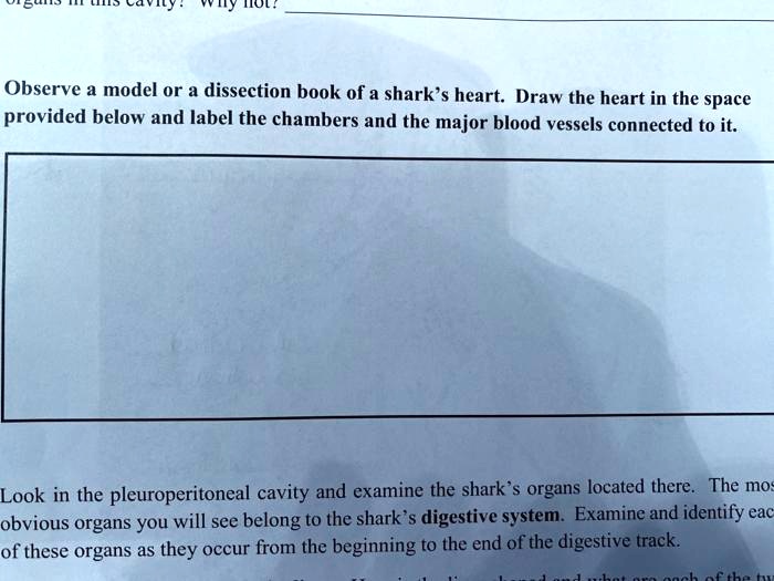 SOLVED: TOL Observe a model or a dissection book of a shark'heart. Draw ...
