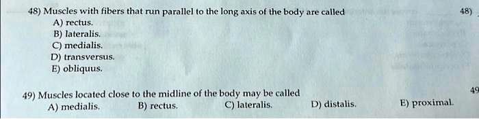 48) Muscles with fibers that run parallel to the long axis of the body ...