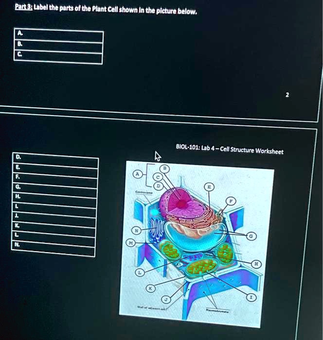 SOLVED: Part 3: Label the parts of the Plant Cell shown in the picture below BIOL-101: Lab 4 ...