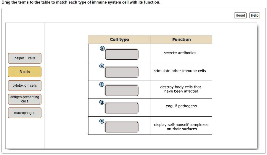 Drag the terms to the table to match each type of immune system cell ...
