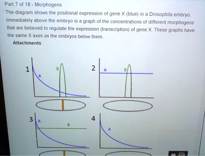 SOLVED: Part 7 of 18 - Morphogens The diagram shows the positional ...