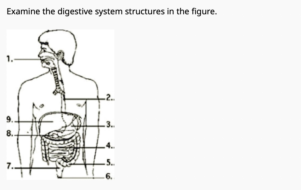 SOLVED: Examine the digestive system structures in the figure. In which labeled structure is the ...