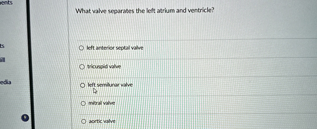 what valve separates the left atrium and ventricle left anterior septal ...