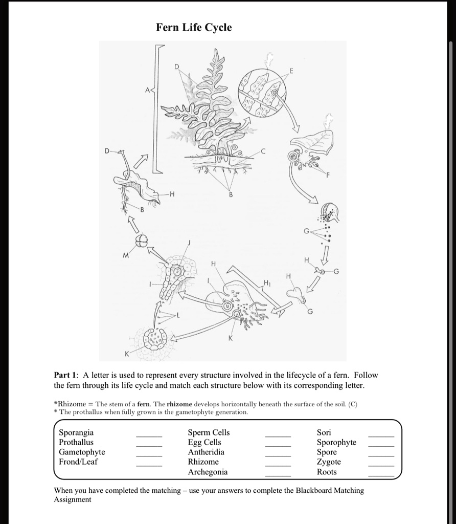 Fern Life Cycle Part 1: A letter is used to represent every structure ...