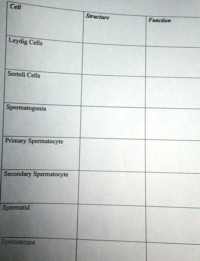 SOLVED: CellLeydig CellsSertoli CellsSpermatogoniaPrimary ...