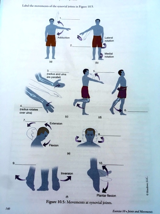 Label the movements of the synovial joints in Figure 10.5. 1. 4 ...