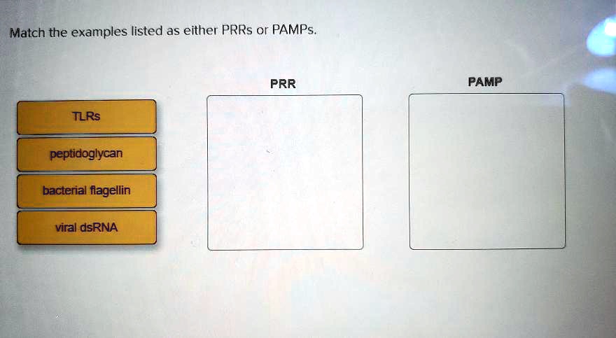 SOLVED: Match the examples listed as either PRRs or PAMPs. PRR PAMP TLRs peptidoglycan bacterial ...