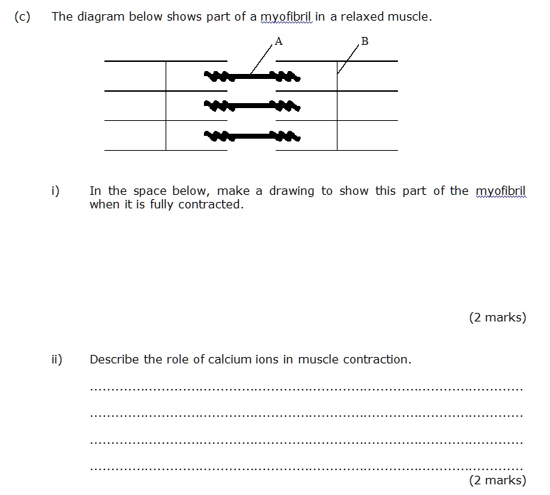 (c) The diagram below shows part of a myofibril in a relaxed...