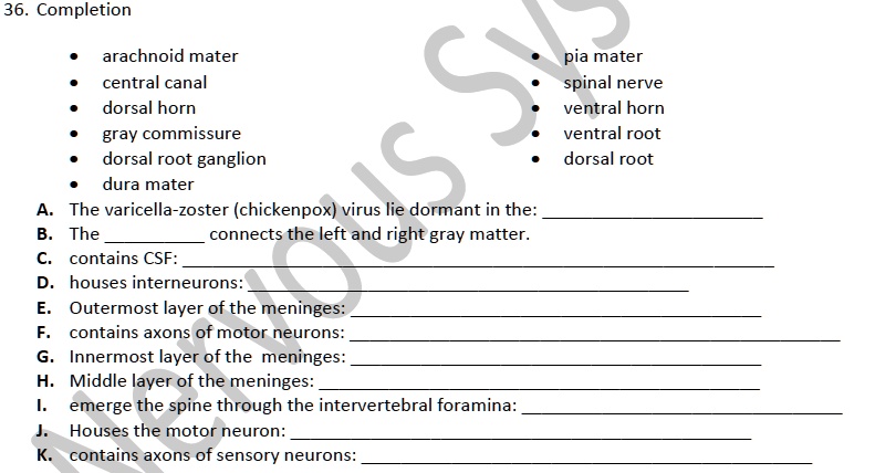 36. Completion • arachnoid mater • central canal • dorsal horn • gray ...