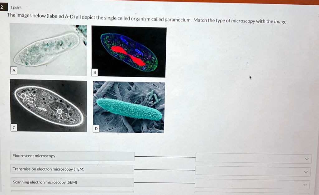 VIDEO solution: 1 point The images below (labeled A-D) all depict the ... VIDEO solution: 1 point The images below (labeled A-D) all depict the ...