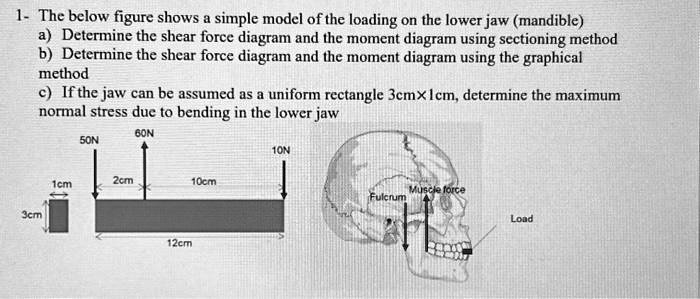 SOLVED: 1- The figure below shows a simple model of the loading on the ...