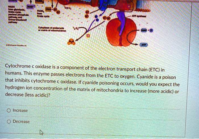 SOLVED:Cytochrome â‚¬ oxidase is 3 component of the electron transport ...