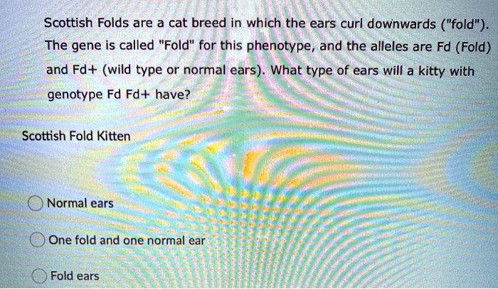 scottish folds are a cat breed in which the ears curl downwards fold ...