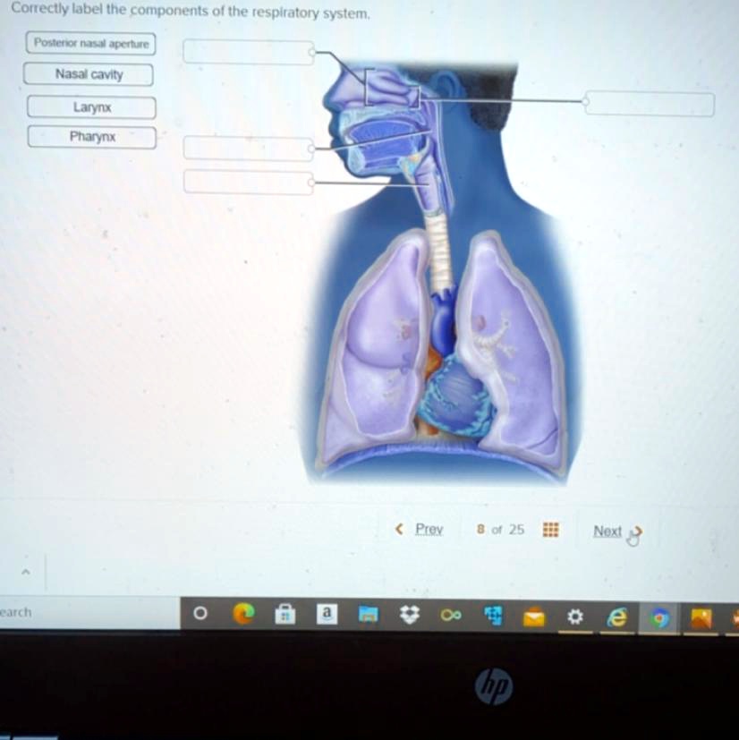 SOLVED: Correctly label the components of the respiratory system. Posterior nasal aperture Nasal ...