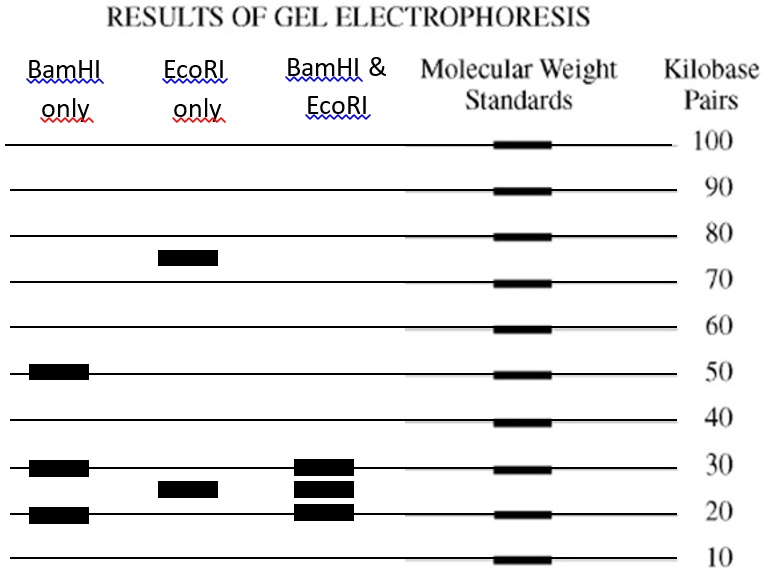 Solved Determine The Order Of The Restriction Enzyme Sites On The 5294