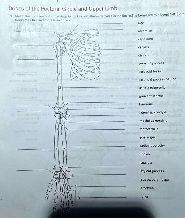 Bones of the Pectoral Girdle and Upper Limb 1. Match the bone names or ...
