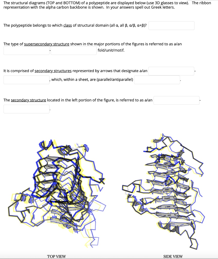 SOLVED:The structural diagrams (TOP and BOTTOM) of polypeptide are ...