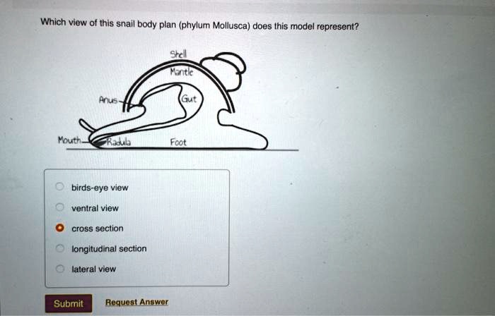 which view of ihis snall body plan phylum mollusca does ihis model ...