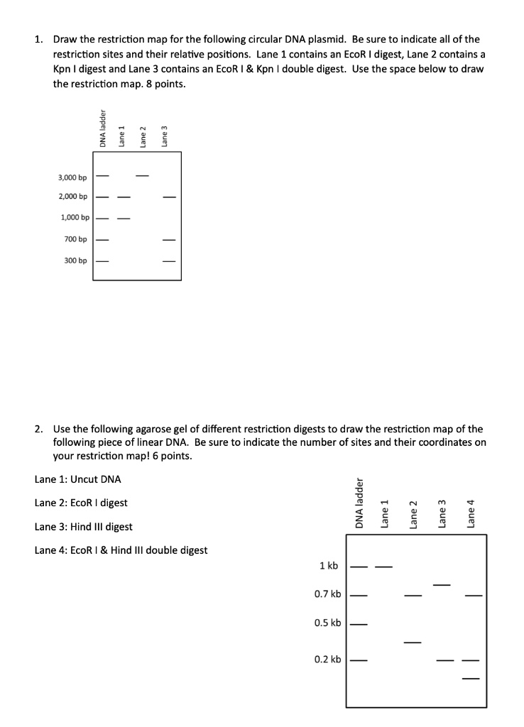SOLVED:Draw the restriction map for the following circular DNA plasmid: Be sure to indicate all ...