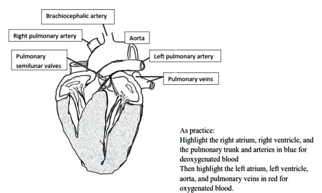 Brachiocephalic artery Right pulmonary artery Pulmonary semilunar ...