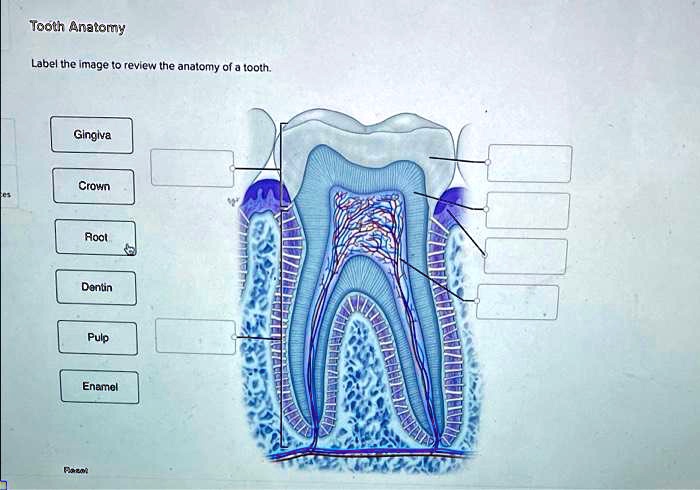 SOLVED: Tooth Anatomy Label the image to review the anatomy of a tooth ...