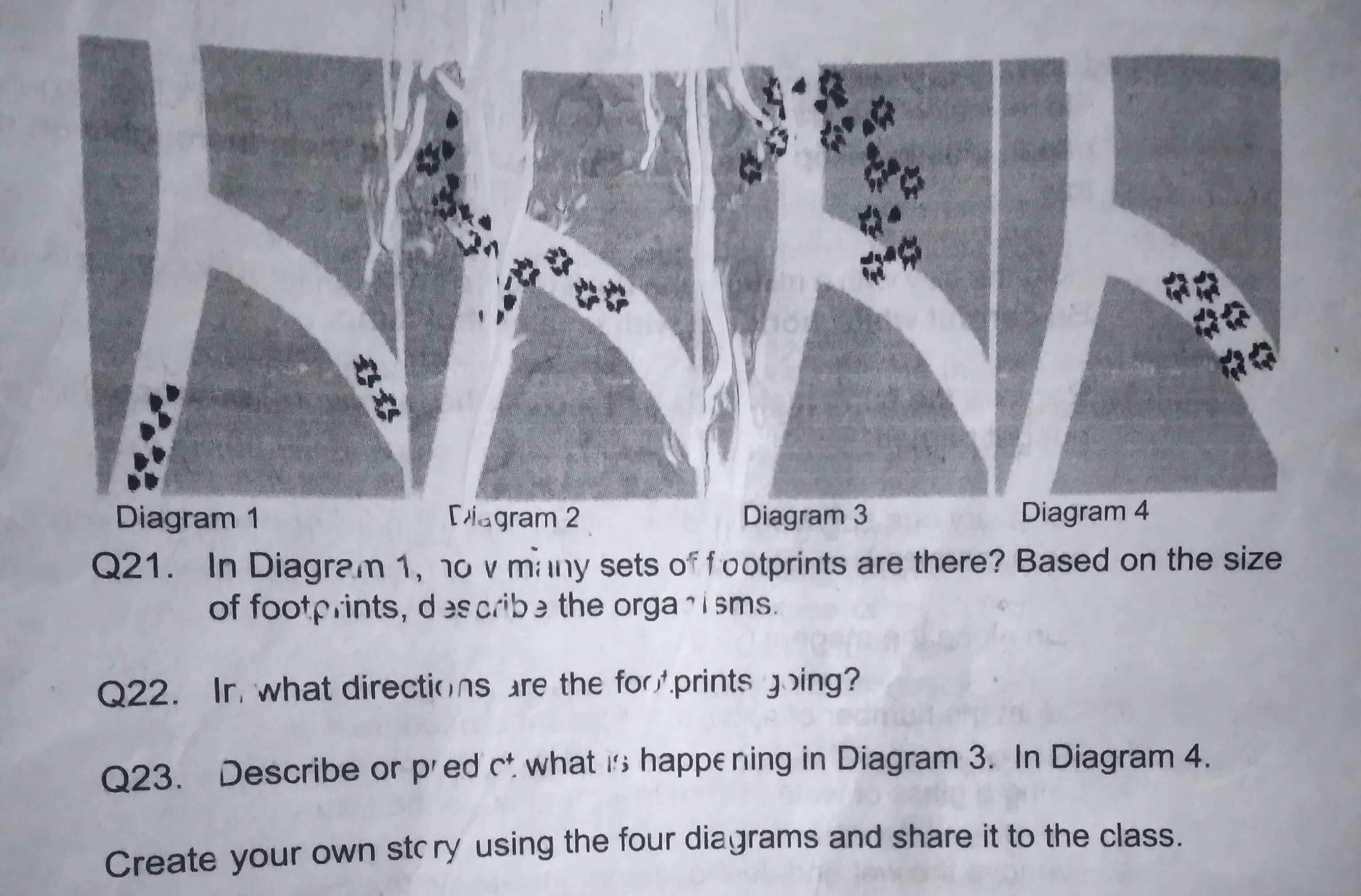 SOLVED: Q21. In Diagram 1, 10v many sets of footprints are there? Based ...