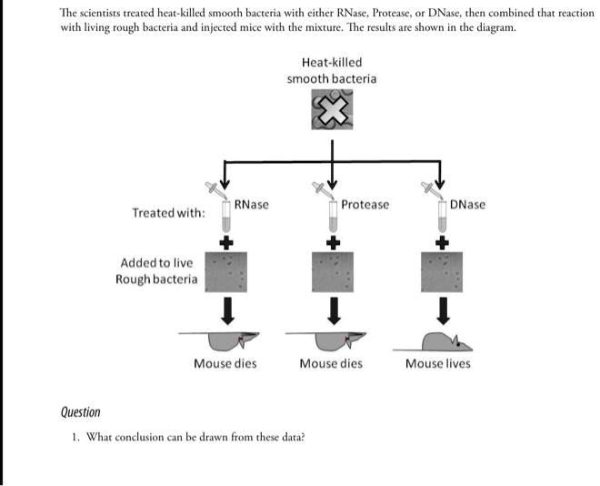 SOLVED: The scientists treated heat-killed smooth bacteria with either RNase, Protease, or DNase ...
