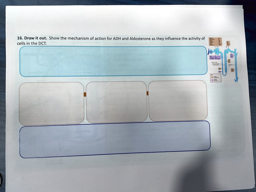 draw it out show the mechanism of action for adh and aldosterone as ...