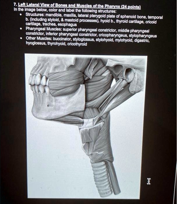7 left lateral view of bones and muscles of the pharynx 24 points in ...