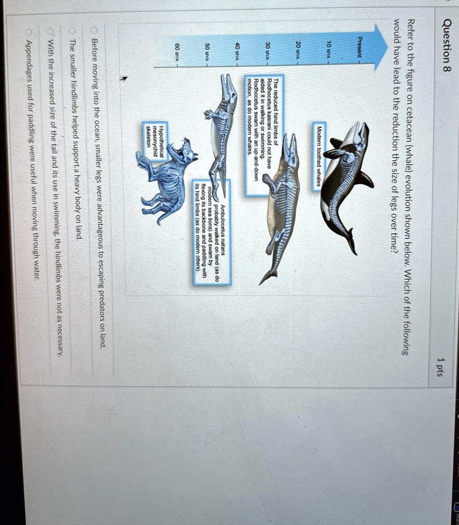 question 8 refer to the figure on cetacean whale evolution shown below ...