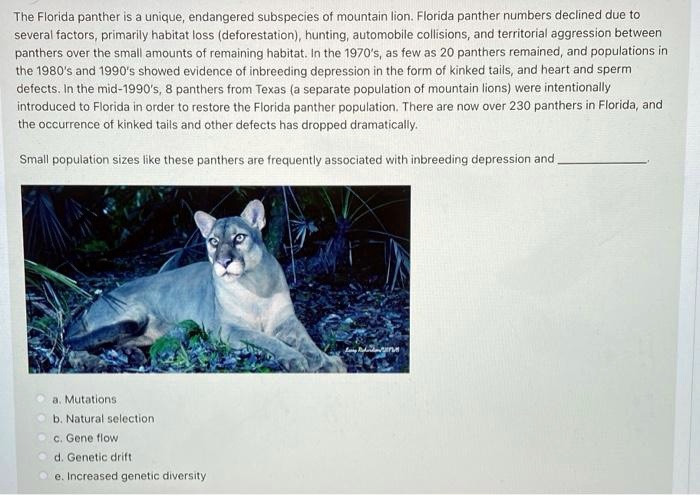SOLVED: The Florida panther is a unique and endangered subspecies of ...