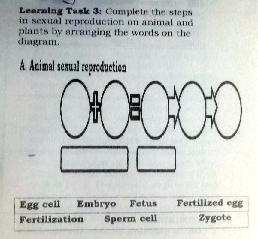 SOLVED: 'Learning Task 3: Complete the steps in sexual reproduction on ...