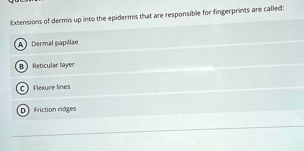 SOLVED: Extensions of dermis up into the epidermis that are responsible ...