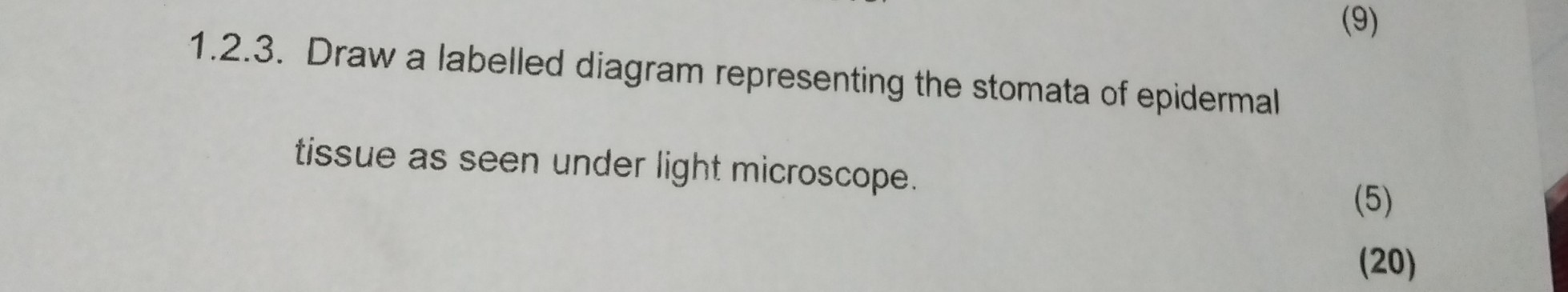 1.2.3. Draw a labelled diagram representing the stomata of epidermal ...