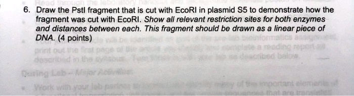 SOLVED: Draw the Pstl fragment that is cut with EcoRI in plasmid S5 to ...
